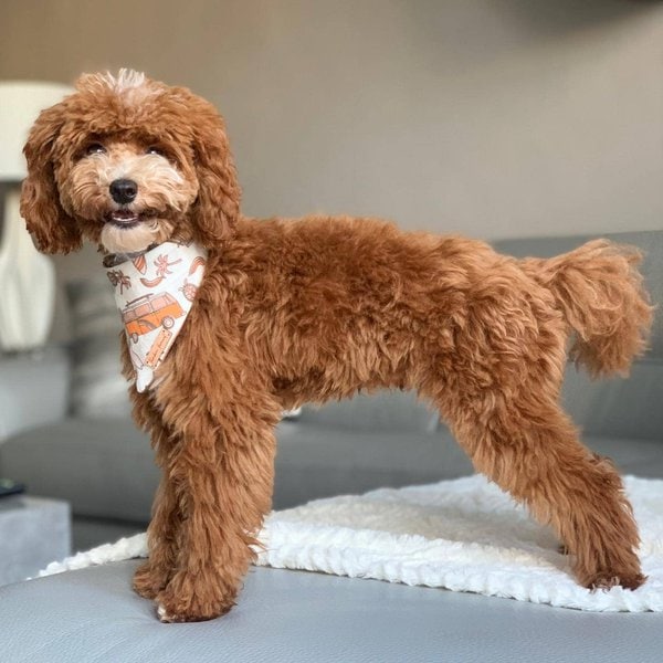 Multigen Goldendoodles - Your Complete Breed Guide - The Goody Pet