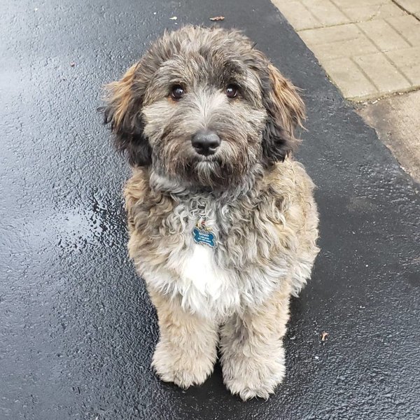 What Colors And Patterns Does A Goldendoodle Come In? - The Goody Pet