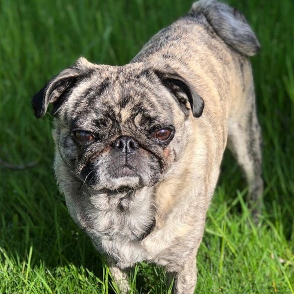 16 Fascinating Colors And Patterns Of A Pug - The Goody Pet