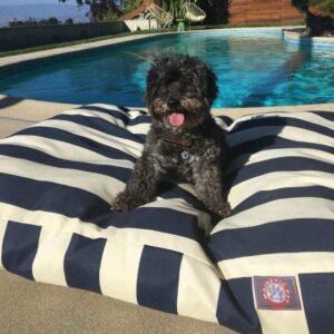 42 Enchanting Colors And Patterns Of A Poodle - The Goody Pet