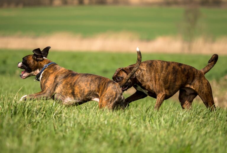 26 Brindle Dog Breeds That You Never Know Existed - The Goody Pet