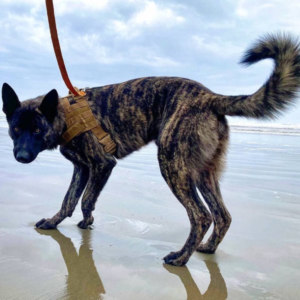 21 Gorgeous Colors And Patterns Of A German Shepherd - The Goody Pet