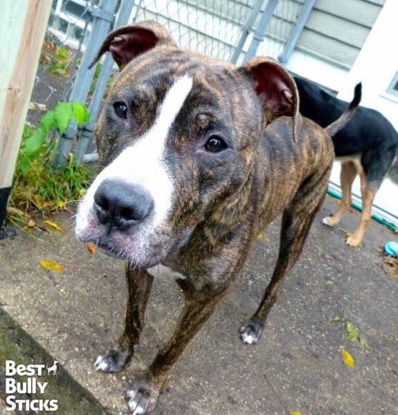 36 Beautiful Colors And Patterns Of A Pitbull - The Goody Pet