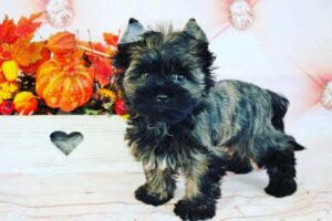 16 Extravagant Colors And Patterns Of A Yorkie - The Goody Pet