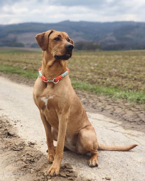 39 Mastiff Breeds That Have A Towering And Commanding Presence - The ...