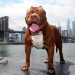 36 Beautiful Colors And Patterns Of A Pitbull - The Goody Pet