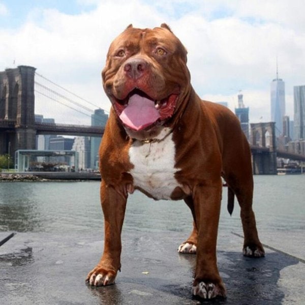 36 Beautiful Colors And Patterns Of A Pitbull - The Goody Pet