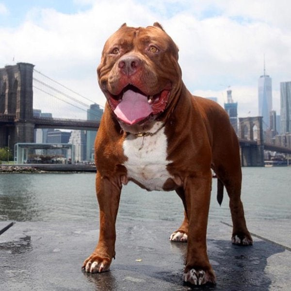 36 Beautiful Colors And Patterns Of A Pitbull - The Goody Pet