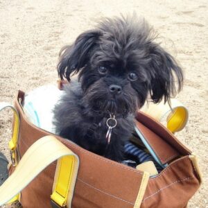 62 Poodle Mixes That You Cannot Remember Them All - The Goody Pet