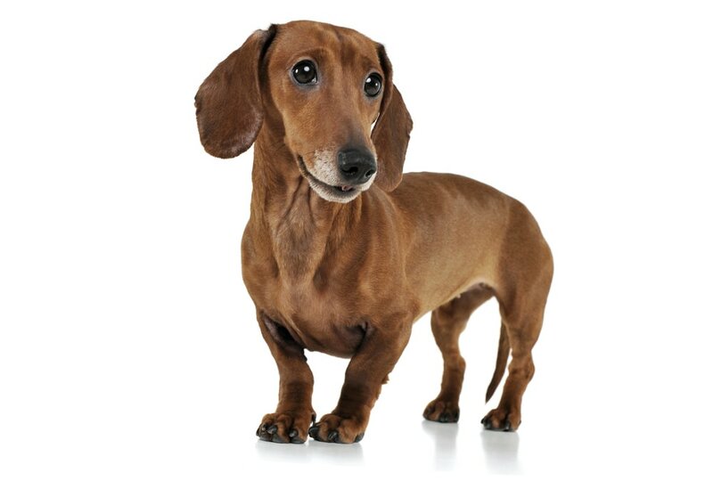 22 Brown Dog Breeds That Chocoholics Will Favor - The Goody Pet