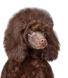 Giant Poodle - Your Complete Breed Guide To The Royal Poodle - The ...