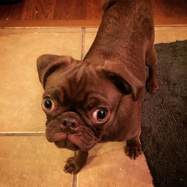 16 Fascinating Colors And Patterns Of A Pug - The Goody Pet