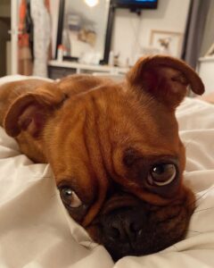 Bugg: A Complete Guide To This Boston Terrier Pug Breed - The Goody Pet