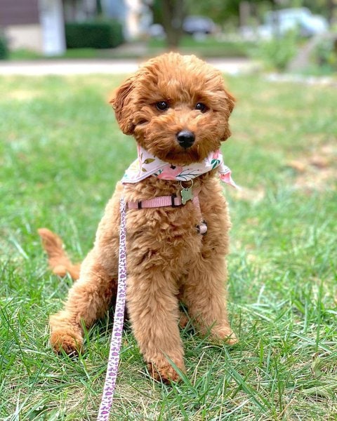 Miniature Poodle - Your Complete Breed Guide - The Goody Pet