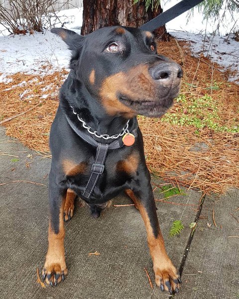 King Doberman - Your Complete Breed Guide To The Warlock Doberman - The ...