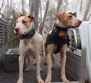 15 Australian Dog Breeds: Outback Edition - The Goody Pet