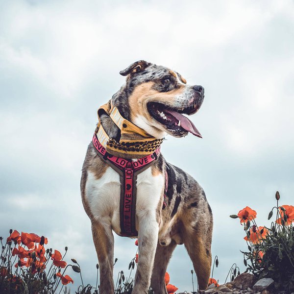 36 American Bulldog Mixes That You May Not Have Guessed It Right The ...