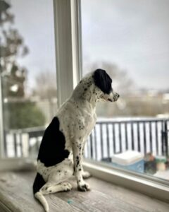 36 American Bulldog Mixes That You May Not Have Guessed It Right The ...