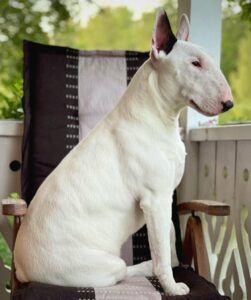 18 Dog Breeds With Long Snouts That You Can Call Nosy - The Goody Pet