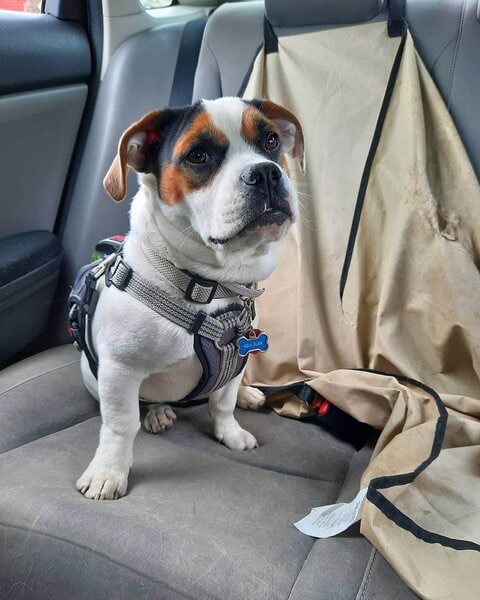 26 Weird & Unusual Dog Mixes You Find Them Hard To Believe - The Goody Pet