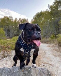 36 American Bulldog Mixes That You May Not Have Guessed It Right The ...