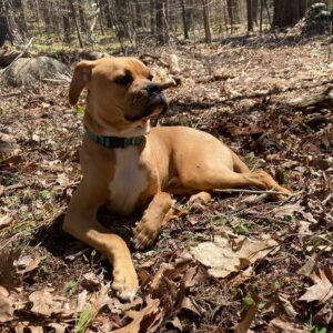22 Adorable Boxer Mixes That You Never Know Existed - The Goody Pet