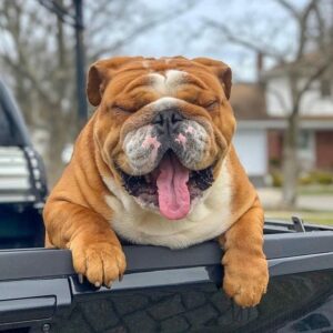 42 Best Dog Breeds For Women Only - The Goody Pet