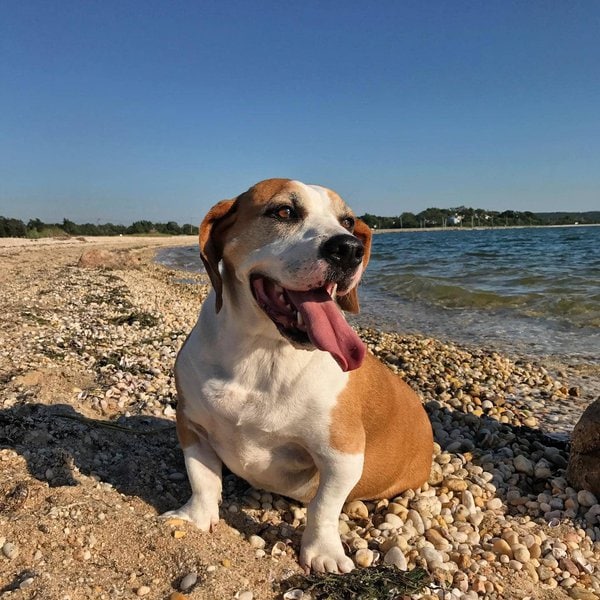 36 American Bulldog Mixes That You May Not Have Guessed It Right The ...