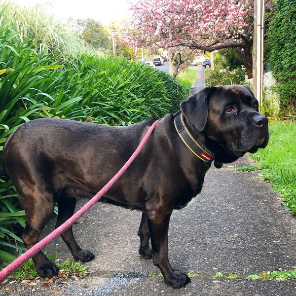 46 Black Lab Mixes That Will Put A Smile On Batman - The Goody Pet