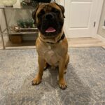 34 Dumbest Dog Breeds - So Dumb They're Hilarious! - The Goody Pet