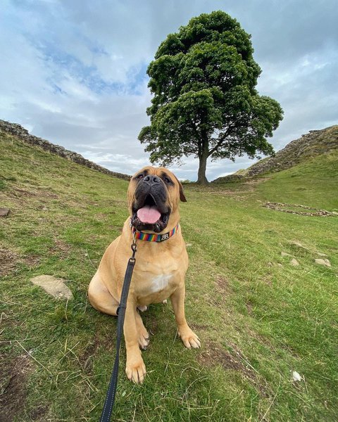 39 Mastiff Breeds That Have A Towering And Commanding Presence - The ...