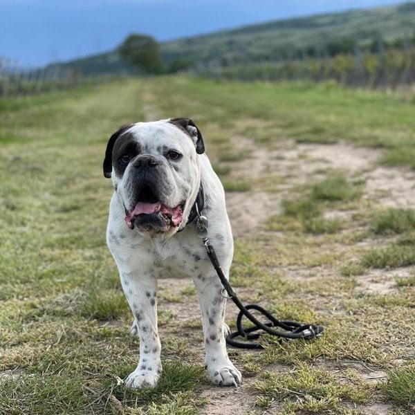 33 Cutest Mixed Breed Dogs That Will Make You Fall In Love With - The ...