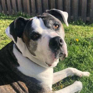 22 Adorable Boxer Mixes That You Never Know Existed - The Goody Pet