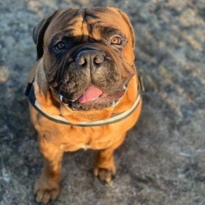 36 American Bulldog Mixes That You May Not Have Guessed It Right The ...