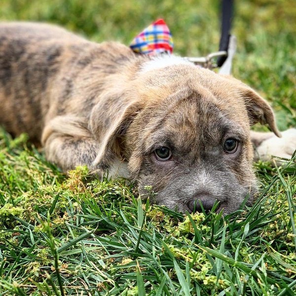 36 American Bulldog Mixes That You May Not Have Guessed It Right The ...