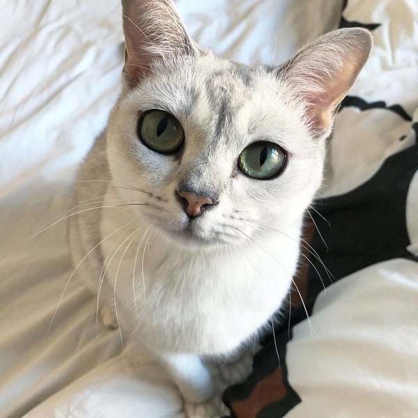 23 Common Cat Breeds That You Can Find In Your Neighborhood - The Goody Pet