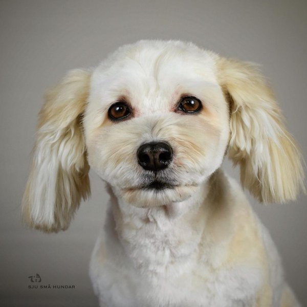 11 Havanese Haircuts That Would Make Your Pup A Star - The Goody Pet