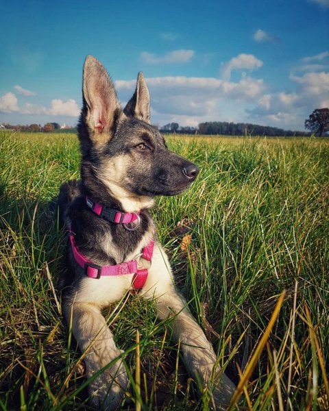 22 Dogs That Look Like German Shepherds - Hoppla! - The Goody Pet