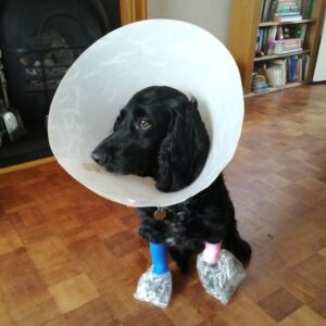 Interdigital Cysts In Dogs - Causes, Treatment And Prevention Tips ...