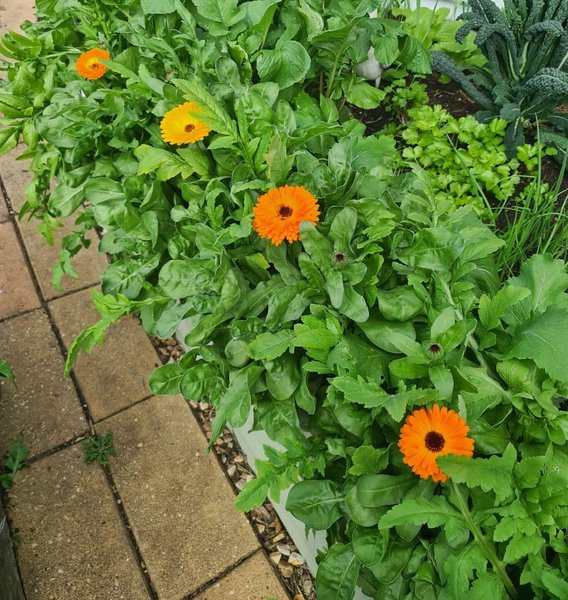 11 Natural Antibiotics For Dogs To Fight Off Infections - The Goody Pet