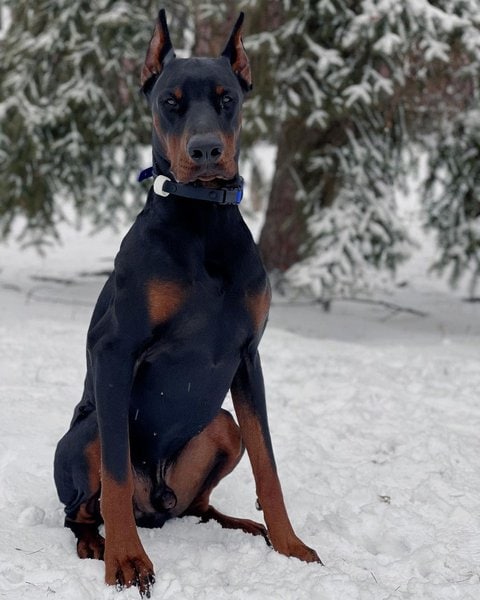 European Doberman - Your Complete Breed Guide - The Goody Pet