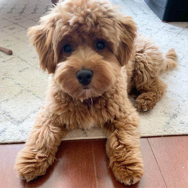 Havanese Poodle Mix - Your Complete Breed Guide To The Havapoo - The ...