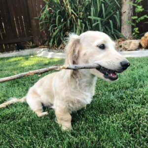 Everything You Need To Know About A White Daschund - The Goody Pet