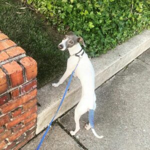 Can Dogs Break Their Tails? Insights To Understanding Tail Trauma - The ...