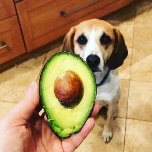 Can Dogs Eat Avocados? You’ll Be Surprised At How Dangerous These ...