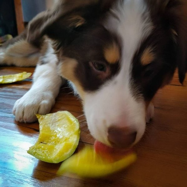 Can Dogs Eat Mangoes? It’s Only A Matter Of How Many - The Goody Pet