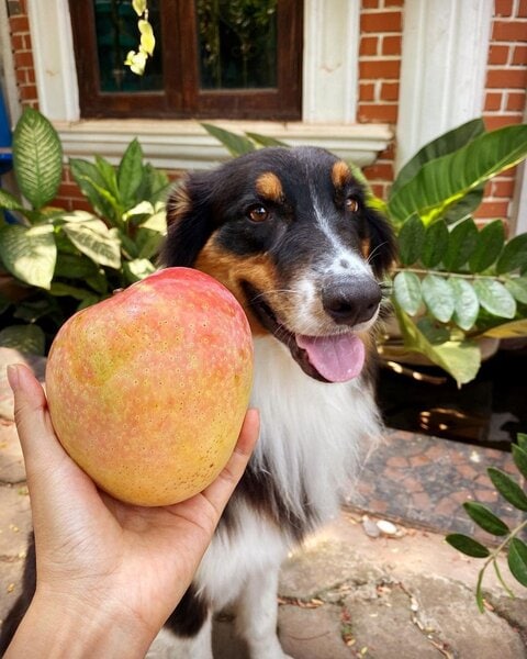 Can Dogs Eat Mangoes? It’s Only A Matter Of How Many - The Goody Pet
