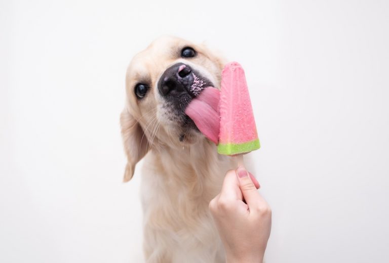 Can Dogs Eat Popsicles? Check Out This Vet-Approved Frozen Treat Recipe ...