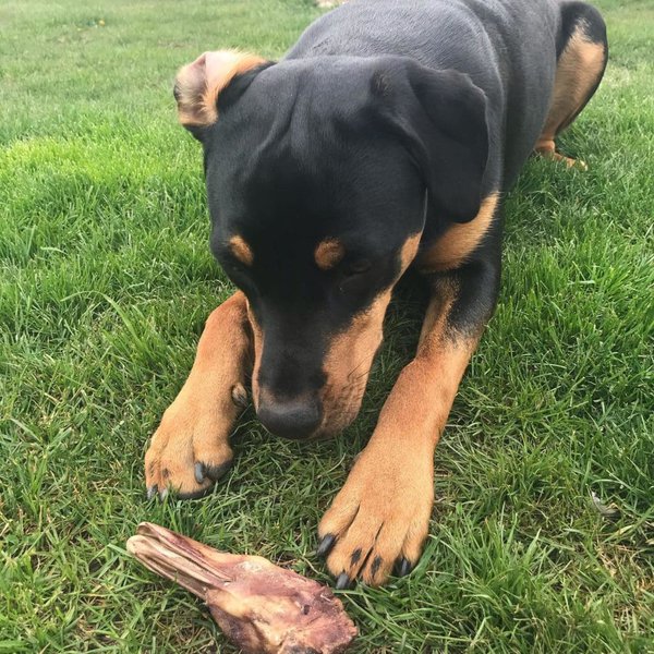 Can Dogs Eat Duck, Cooked, Or Raw? - The Goody Pet