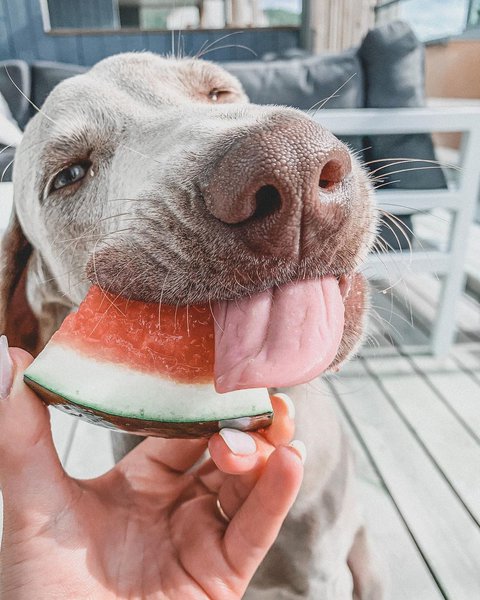 Can Dogs Eat Watermelons? Yes, But Watch Out For These Horrors! - The ...